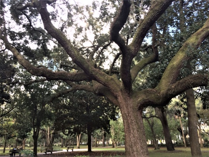 Oak in Savannah – Restored Destiny